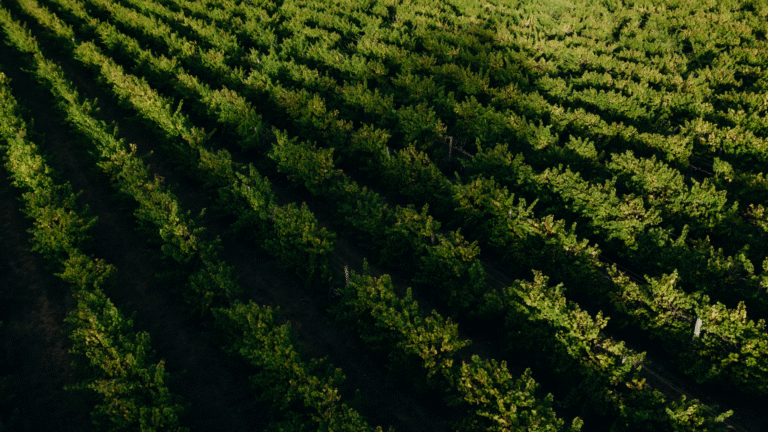 CABN X Seppeltsfield | Off-Grid Accommodation in Barossa